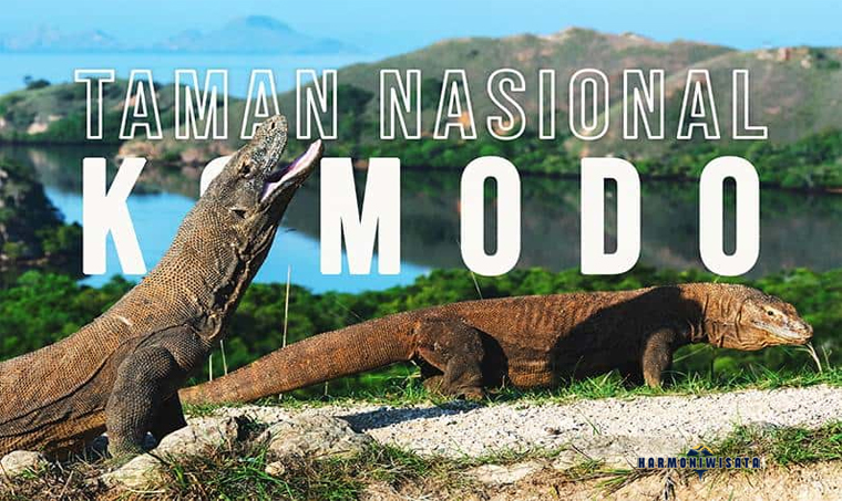 Taman Nasional Komodo NTT: Keindahan Alam dan Habitat Komodo